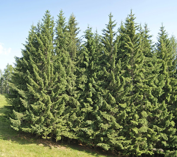 European Spruce | Project Noah
