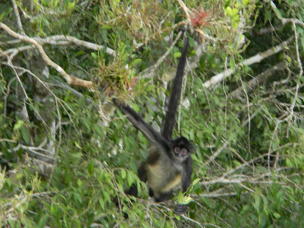 mono araña de Geoffroy - Geoffroy's spider monkey | Project Noah