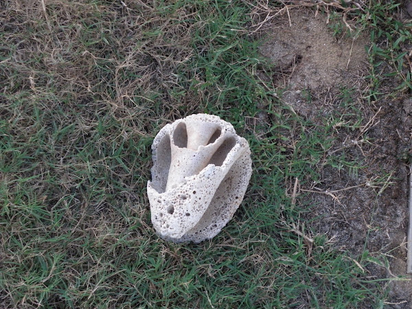 shell | Project Noah