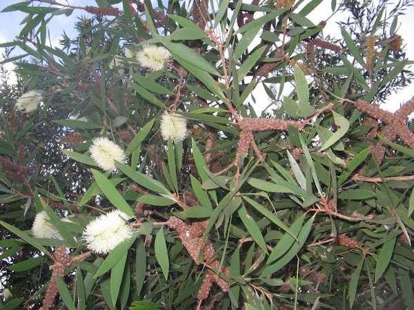 Paperbark tree | Project Noah
