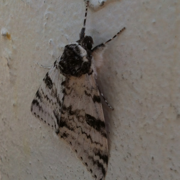 White Underwing | Project Noah