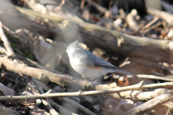 tufted titmouse | Project Noah