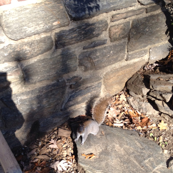 Eastern Gray Squirrel | Project Noah