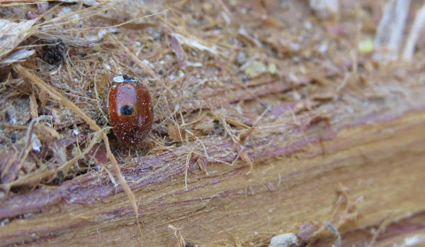 Two-Spotted Ladybug | Project Noah