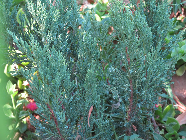 Blue Star Juniper | Project Noah