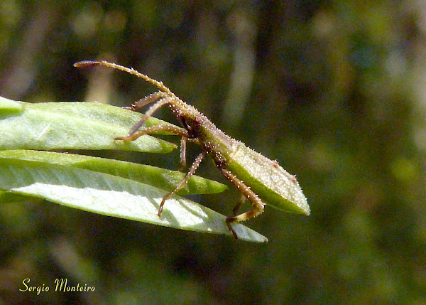 Leaf footed bug nymph | Project Noah