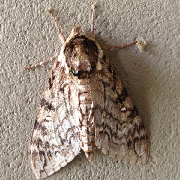 Waved Sphinx Moth | Project Noah