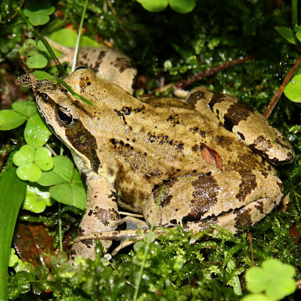 European Common Frog | Project Noah