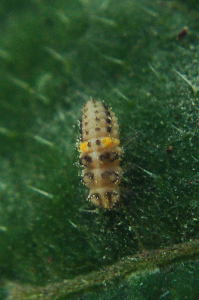 White Ladybug Larvae | Project Noah