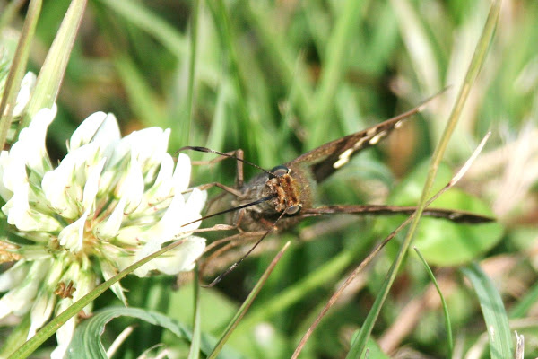 Long-tailed Skipper | Project Noah