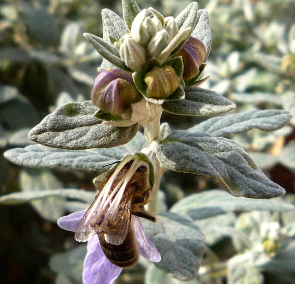 Abeja | Project Noah