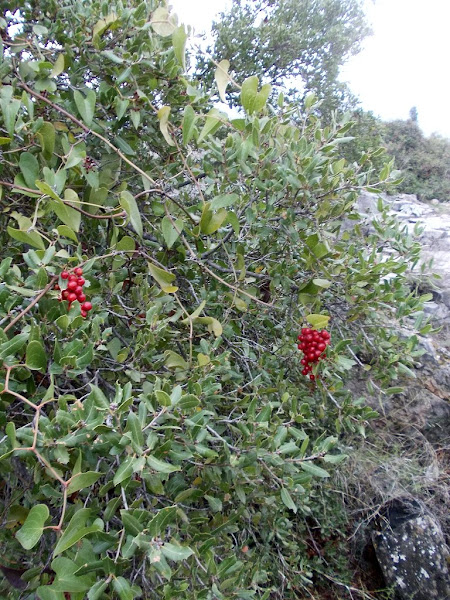 Rough bindweed (Αρκουδόβατος) | Project Noah