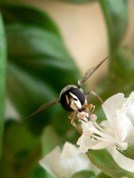 Hover Fly | Project Noah