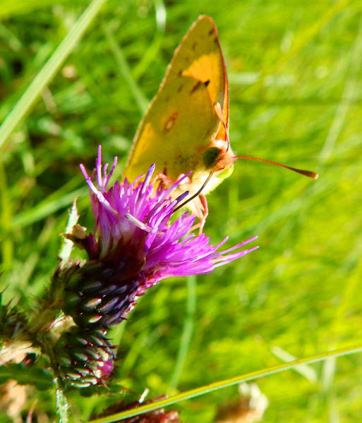 Dark Clouded Yellow | Project Noah