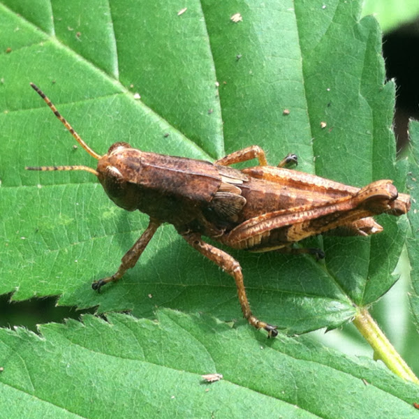 Grasshopper | Project Noah