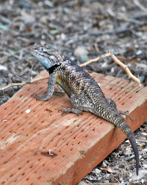 Desert Spiny Lizard | Project Noah