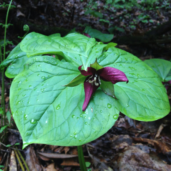 Erect Trillium | Project Noah