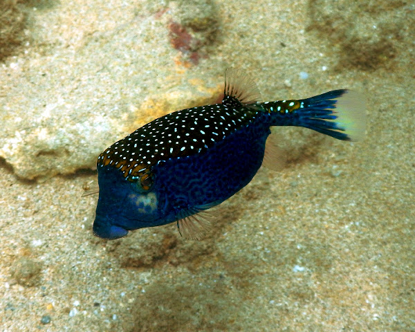 Spotted Boxfish | Project Noah