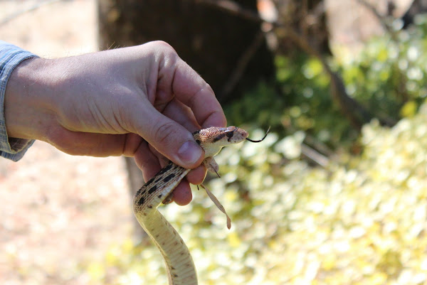 Gopher snake | Project Noah