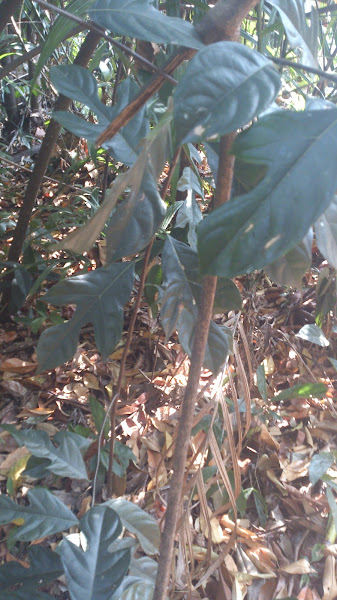 Jackfruit Tree | Project Noah