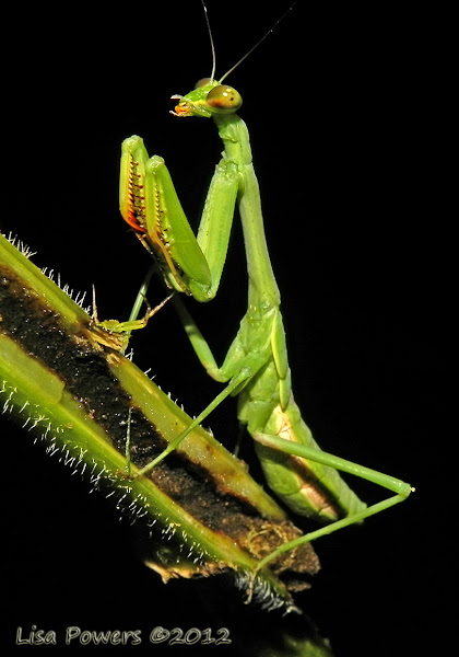Praying Mantis | Project Noah