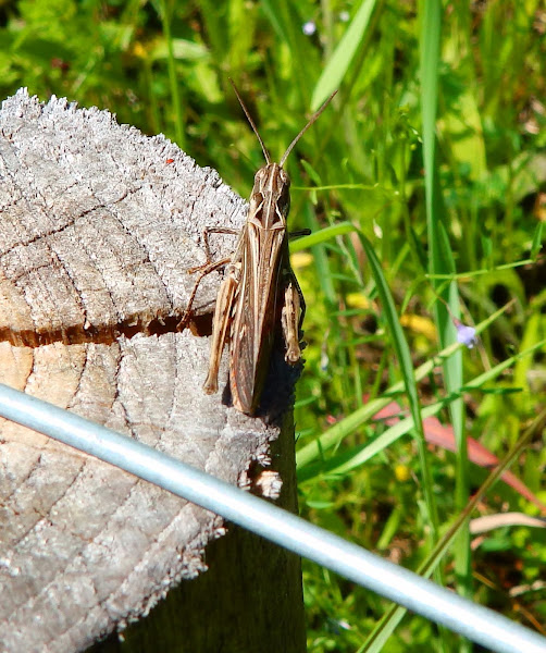 Common field grasshopper | Project Noah