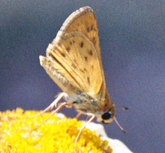 Fiery Skipper | Project Noah