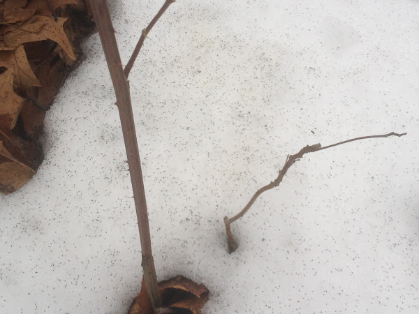 Snow fleas | Project Noah