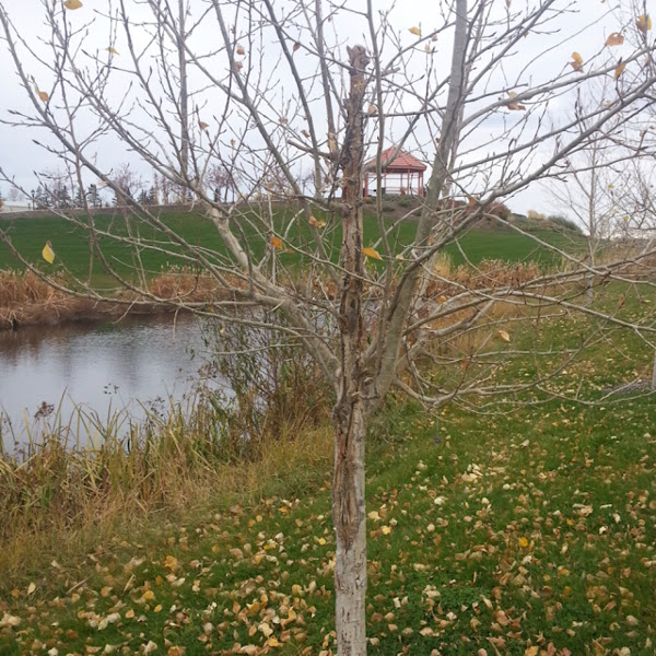 Assiniboine Poplar | Project Noah