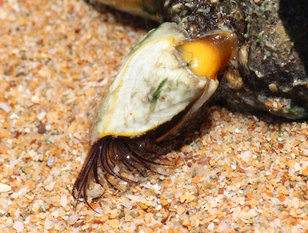 Goose Barnacle | Project Noah