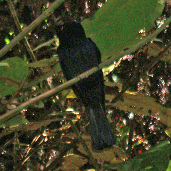 Lesser Racket-tailed Drongo | Project Noah