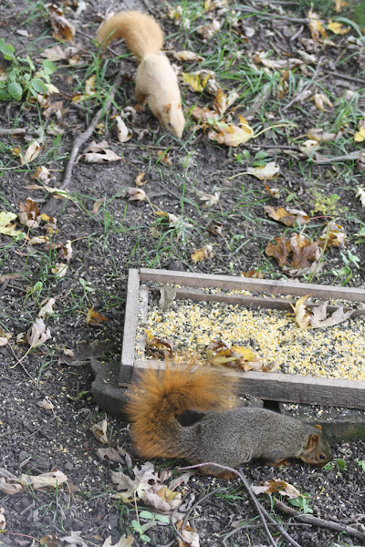 Fox Squirrel | Project Noah