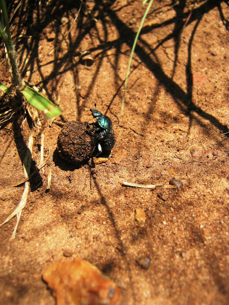 Dung beetle | Project Noah