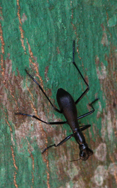 Flightless Tiger Beetle | Project Noah
