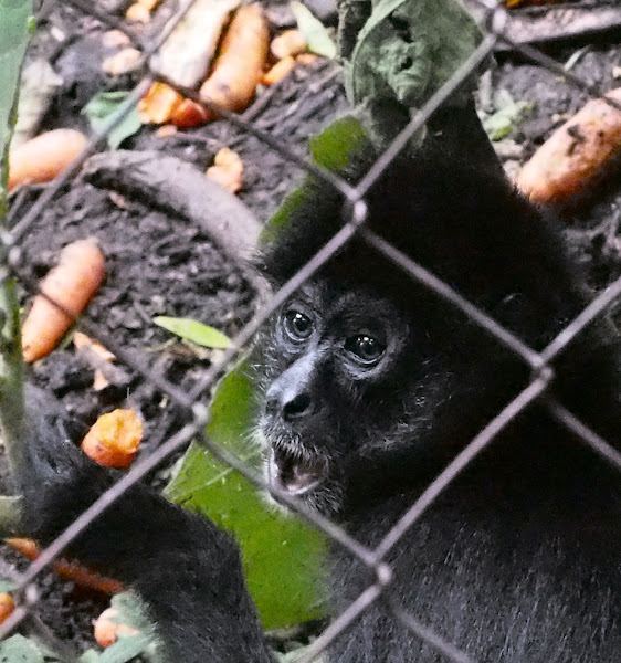 Geoffroy's spider monkey | Project Noah
