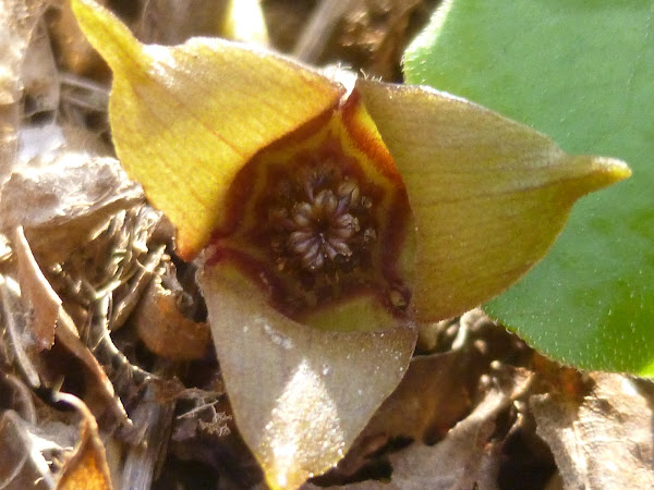 Wild Ginger | Project Noah