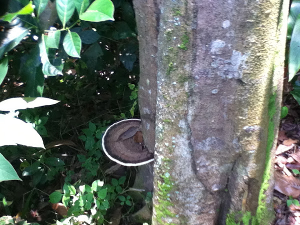 Artist's Bracket | Project Noah