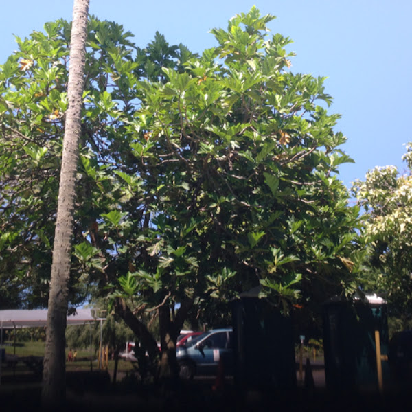 'Ulu, breadfruit | Project Noah