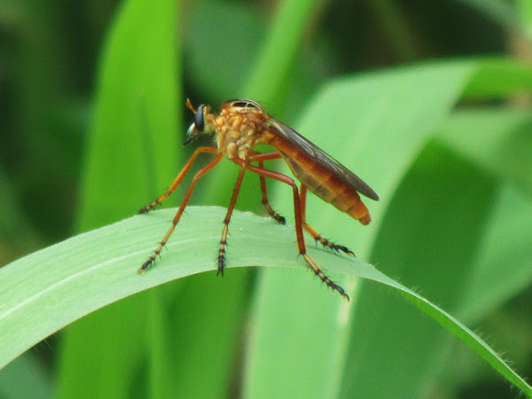 Hanging Thieves Robber Fly | Project Noah