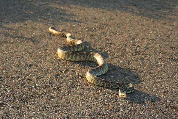 Gopher Snake | Project Noah