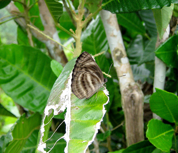 Dingy Sailor | Project Noah