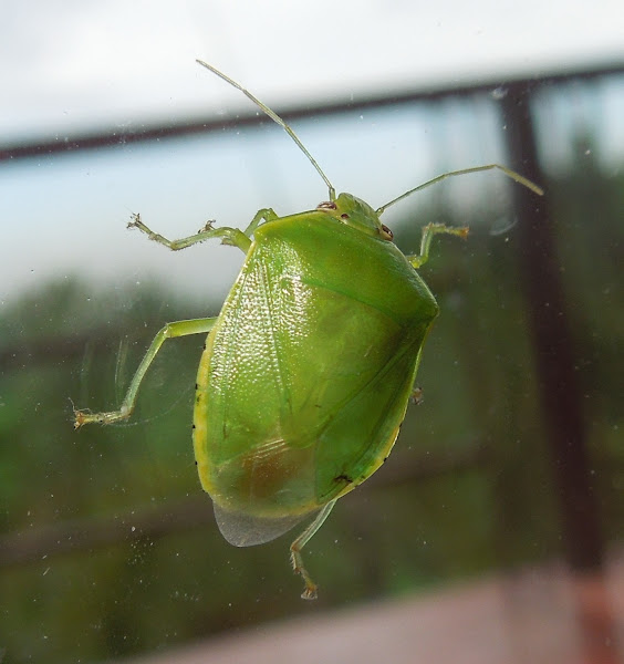 Green stink bug | Project Noah