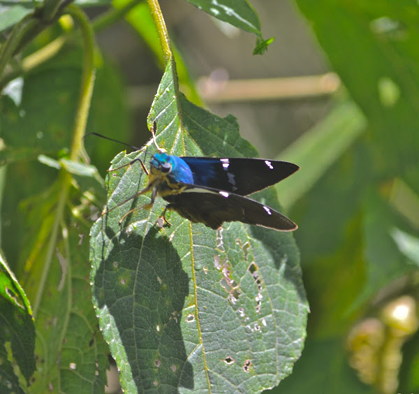 Two-barred Flasher Skipper | Project Noah