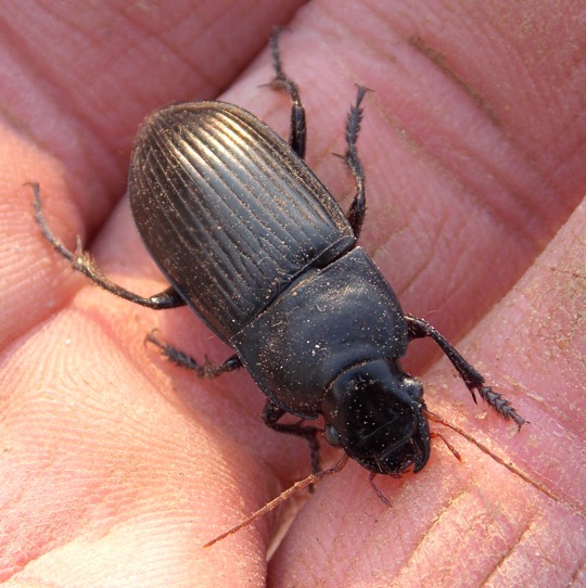 Ground Beetle | Project Noah