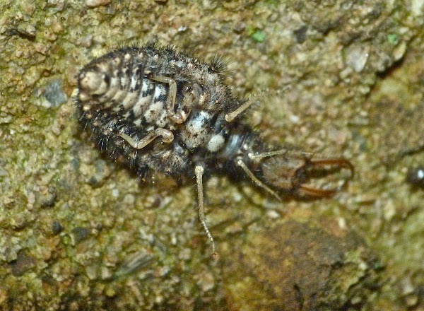 Antlion larva & nest | Project Noah