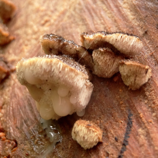 Milky brackets | Project Noah