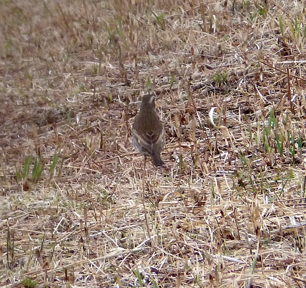 Dusky Thrush | Project Noah