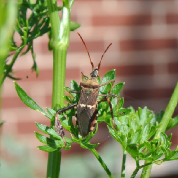 Western Leaf-footed Bug | Project Noah