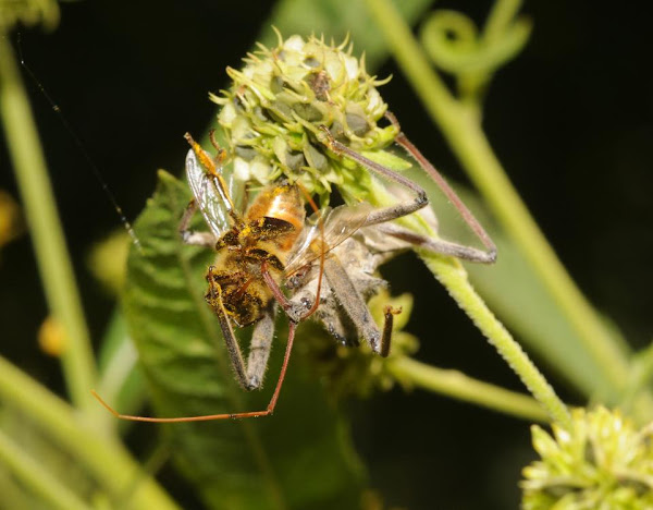 Wheel bug (feeding) | Project Noah
