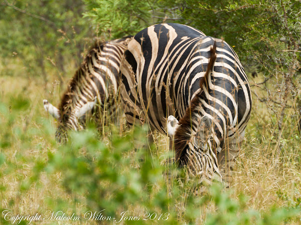 Plains Zebra | Project Noah